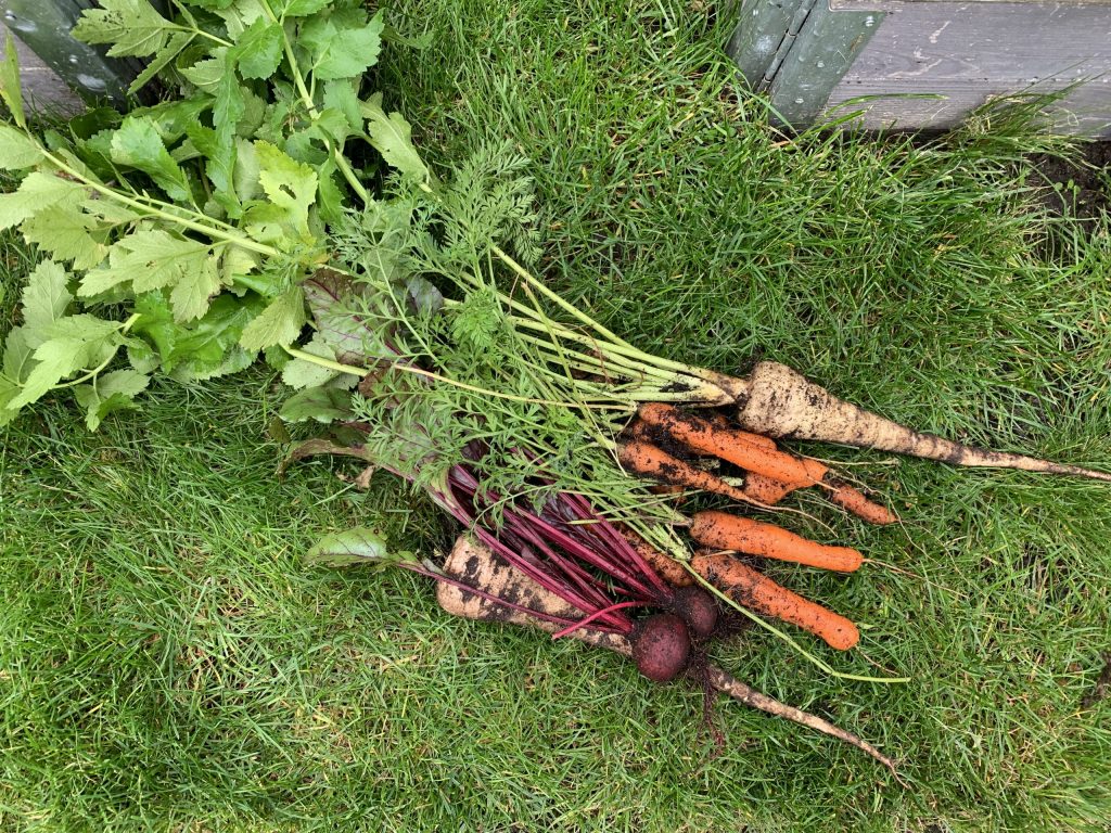 Pastinaak kweken is een makkie - Tante Tuin