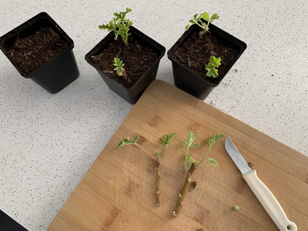 Geraniums stekken: gratis planten erbij - Tante Tuin